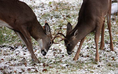 Hunting - Conover Chamber of Commerce